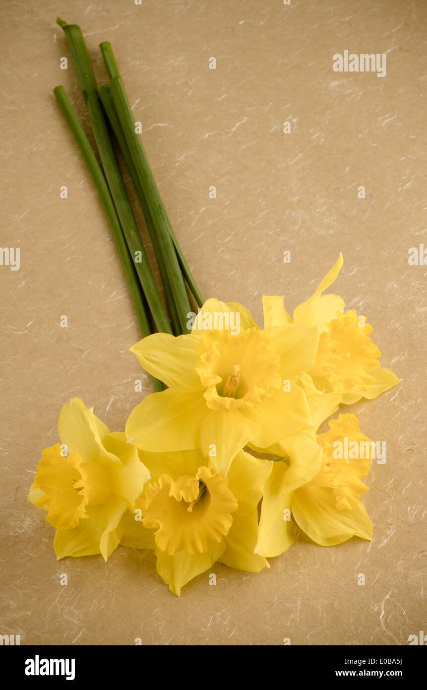 Yellow jonquil flowers on paper background Stock Photo - Alamy