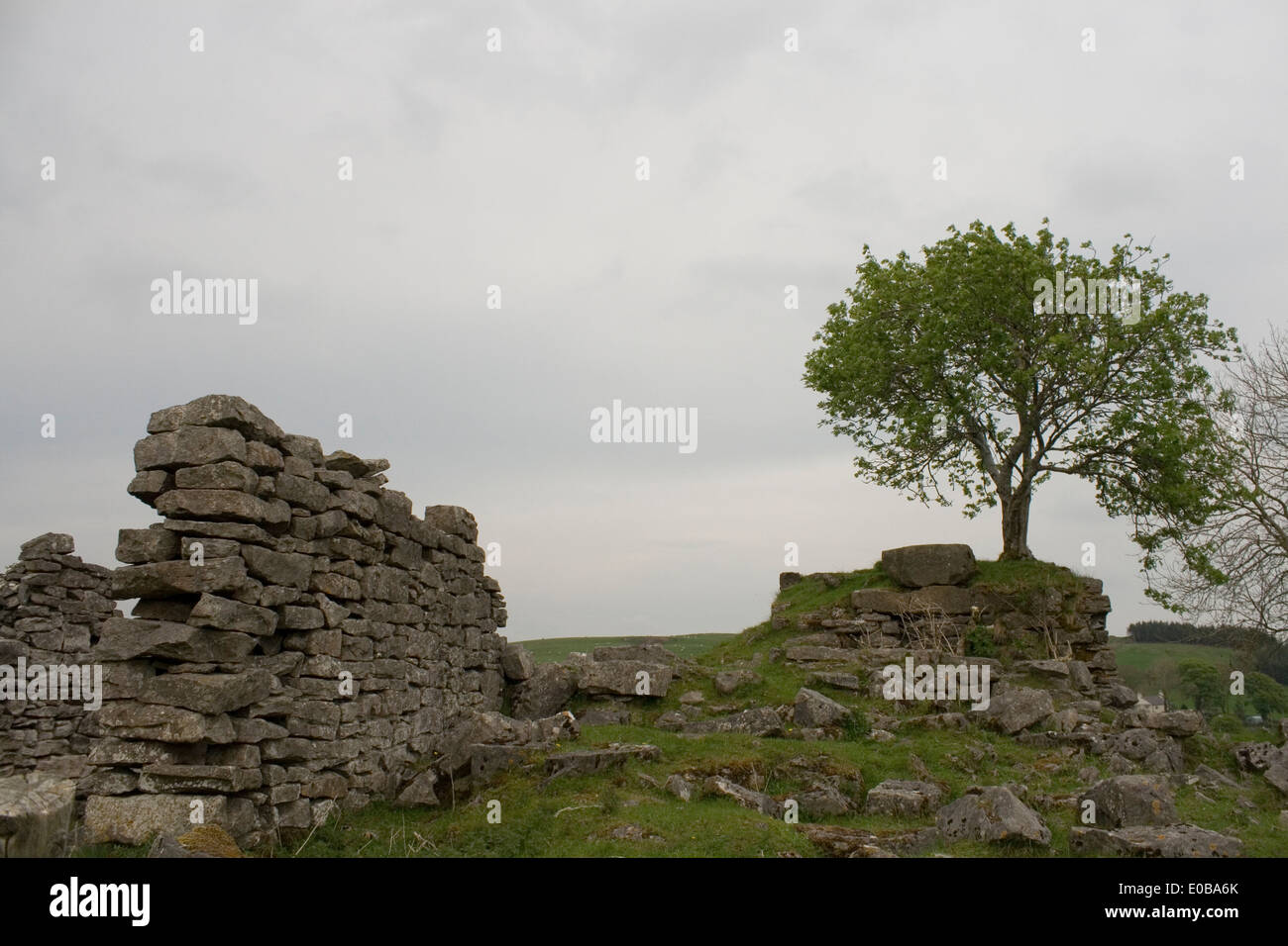 Growing from stone wall hi-res stock photography and images - Alamy