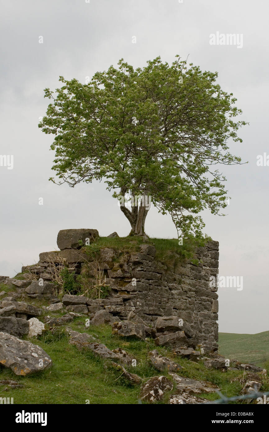 Tree ruin hi-res stock photography and images - Alamy