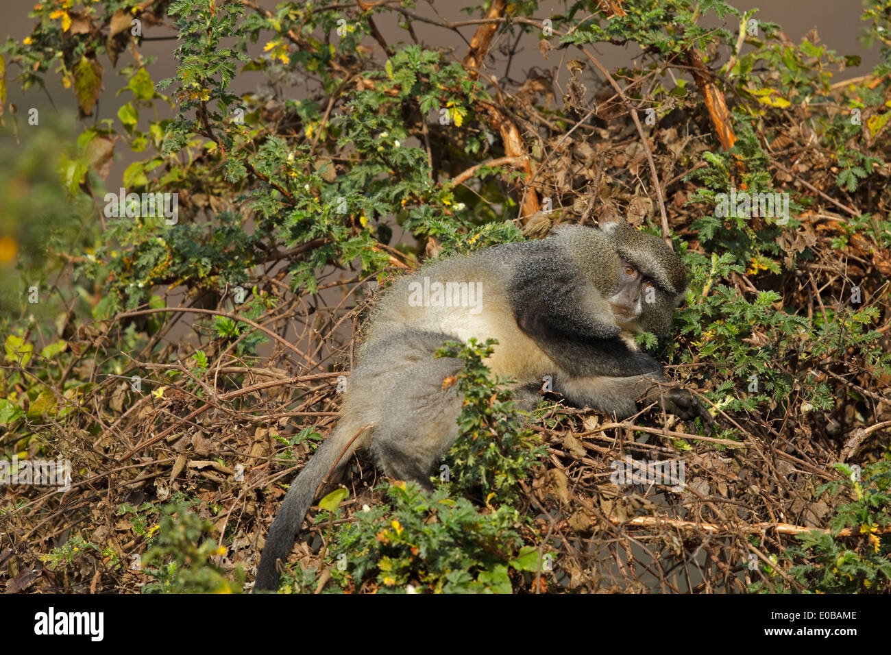 Samango monkey (Cercopithecus mitis erythrarchus) in a tree eating ...