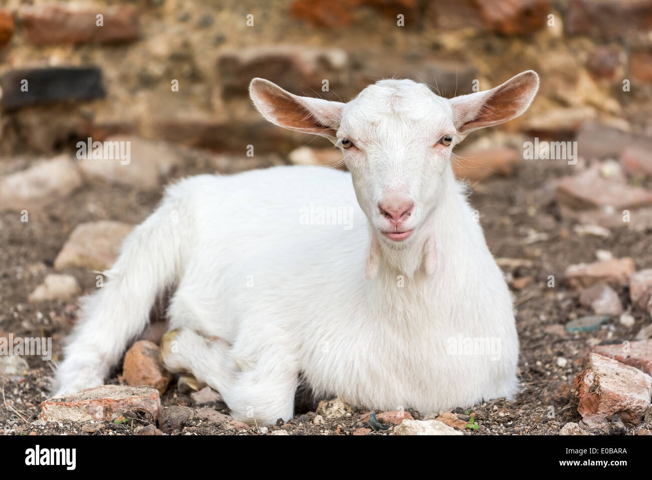 Cute white little goat hi-res stock photography and images - Alamy