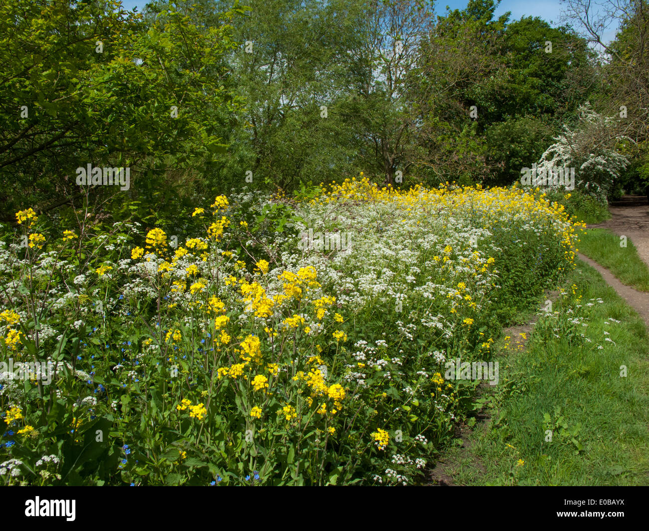 London Wild Flowers Stock Photos & London Wild Flowers Stock Images - Alamy