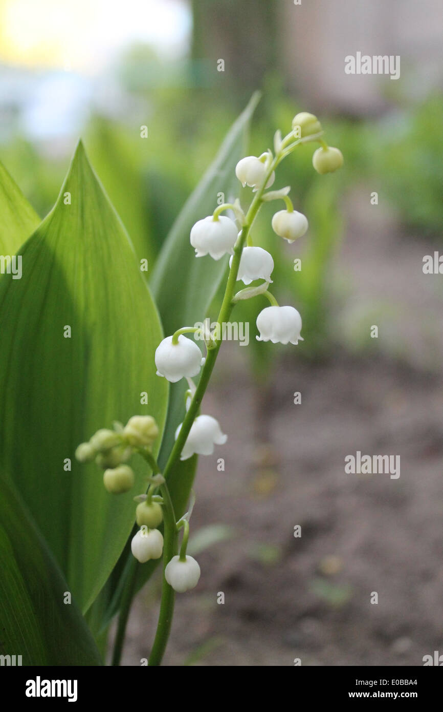 spring garden white lily of the valley in nice bloom Stock Photo - Alamy