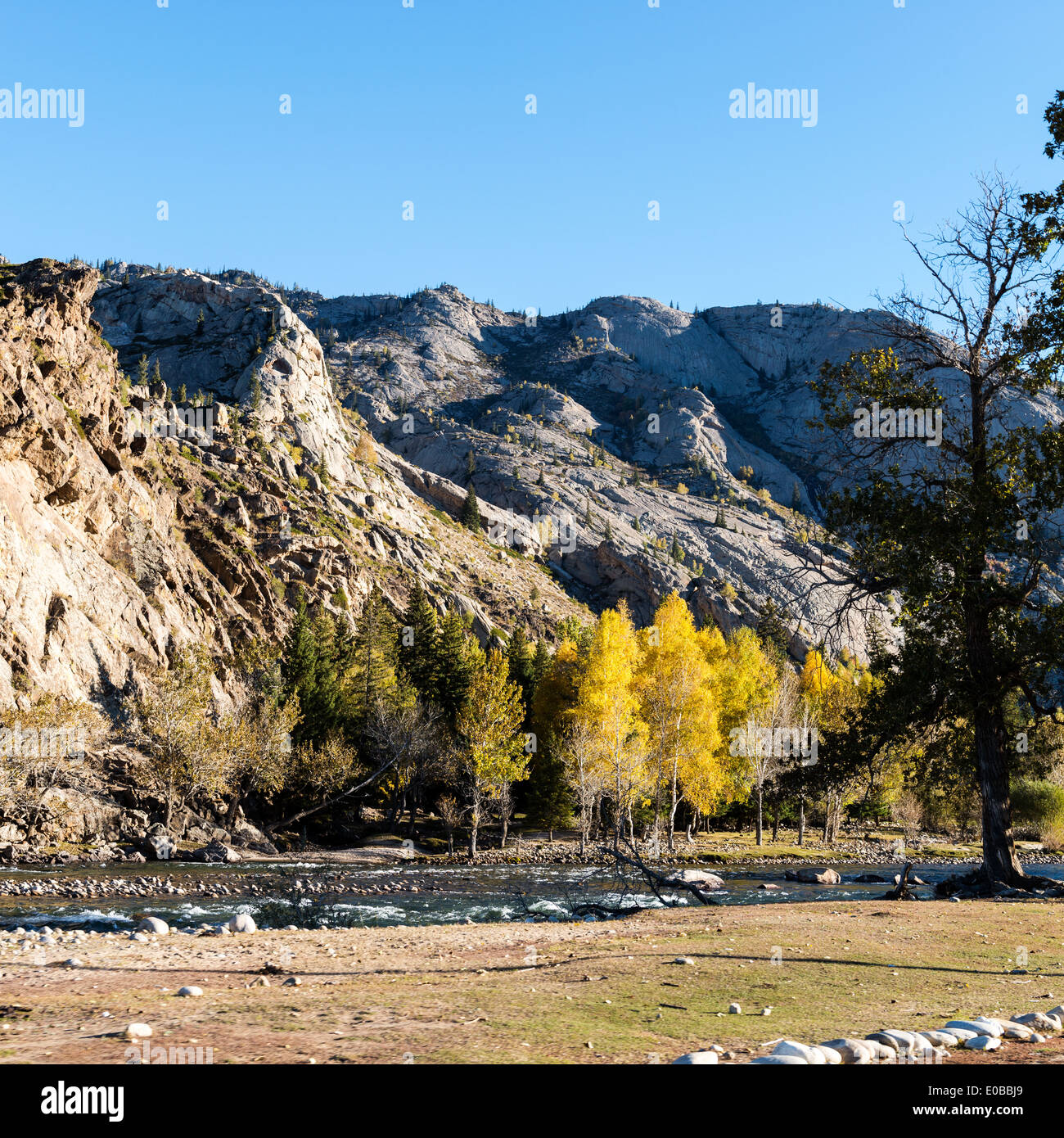 Birch trees in xinjiang,china Stock Photo - Alamy