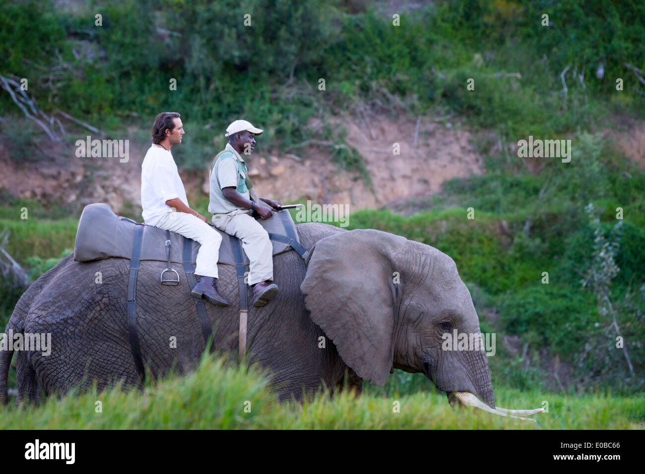 Trained elephant hi-res stock photography and images - Alamy