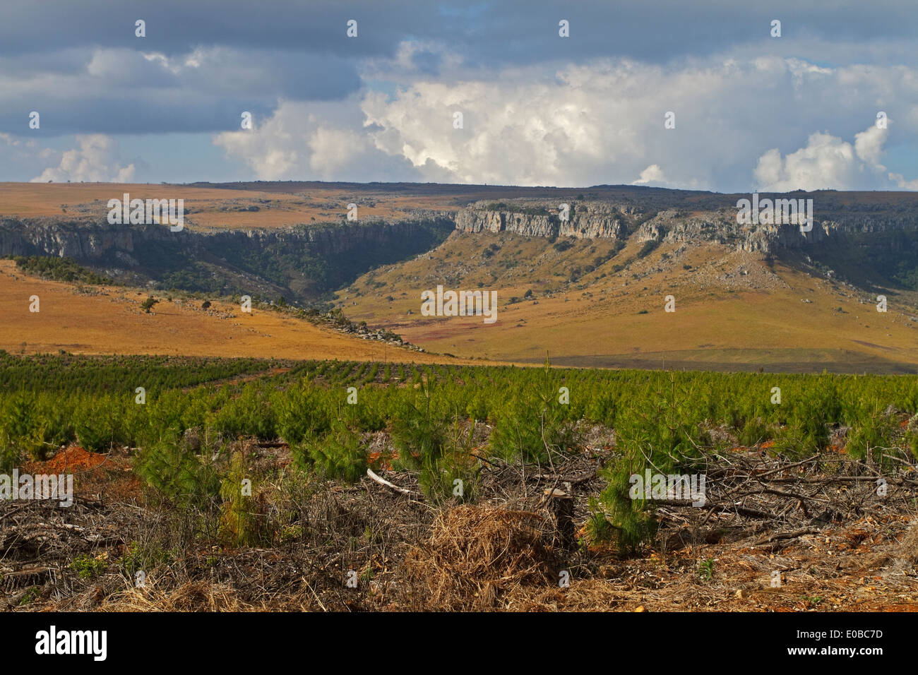 Planted forest hi-res stock photography and images - Alamy