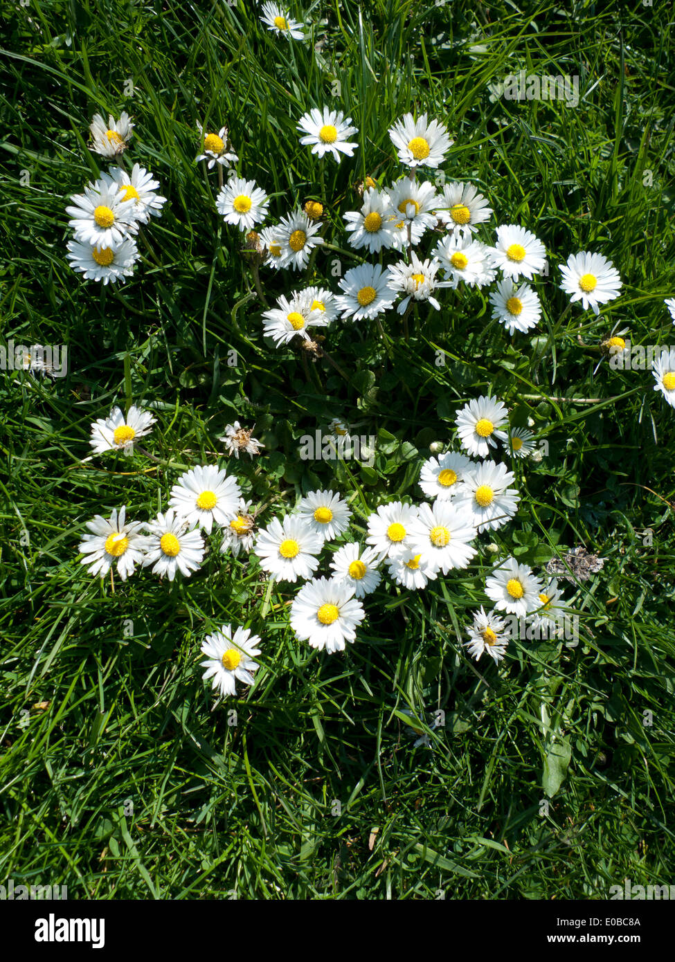 007062 hi-res stock photography and images - Alamy