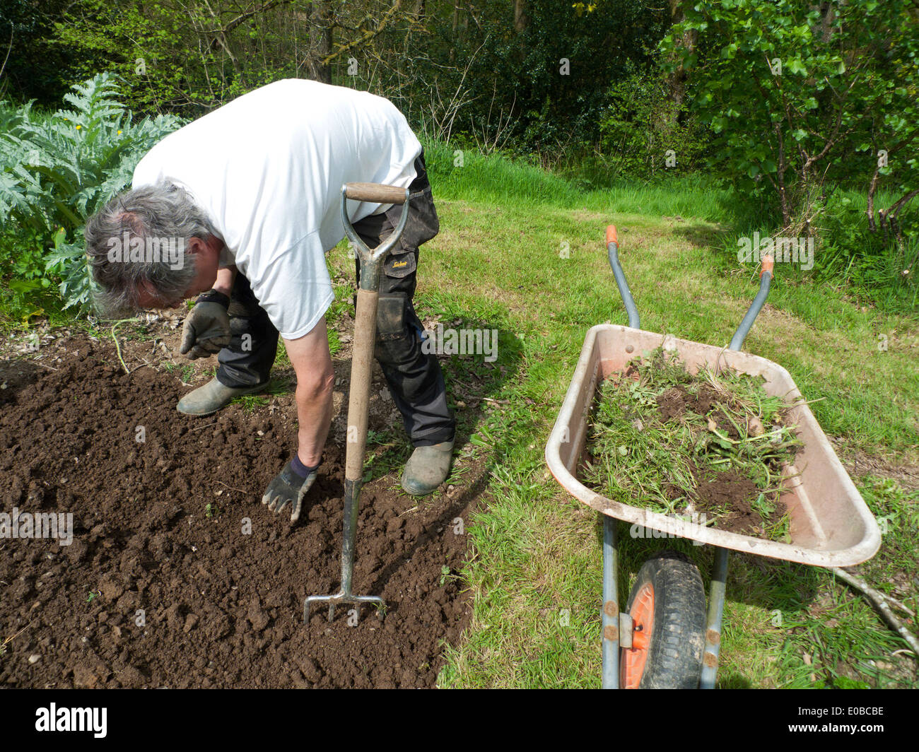 A senior old man gardener gardening with fork tool bending over digging ...