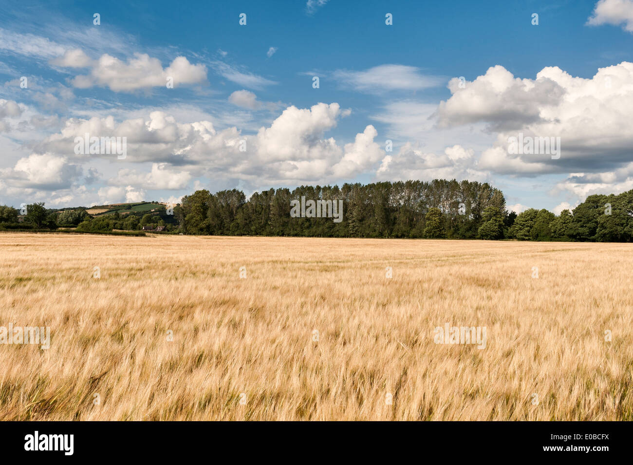 Field of ripe barley hi-res stock photography and images - Alamy