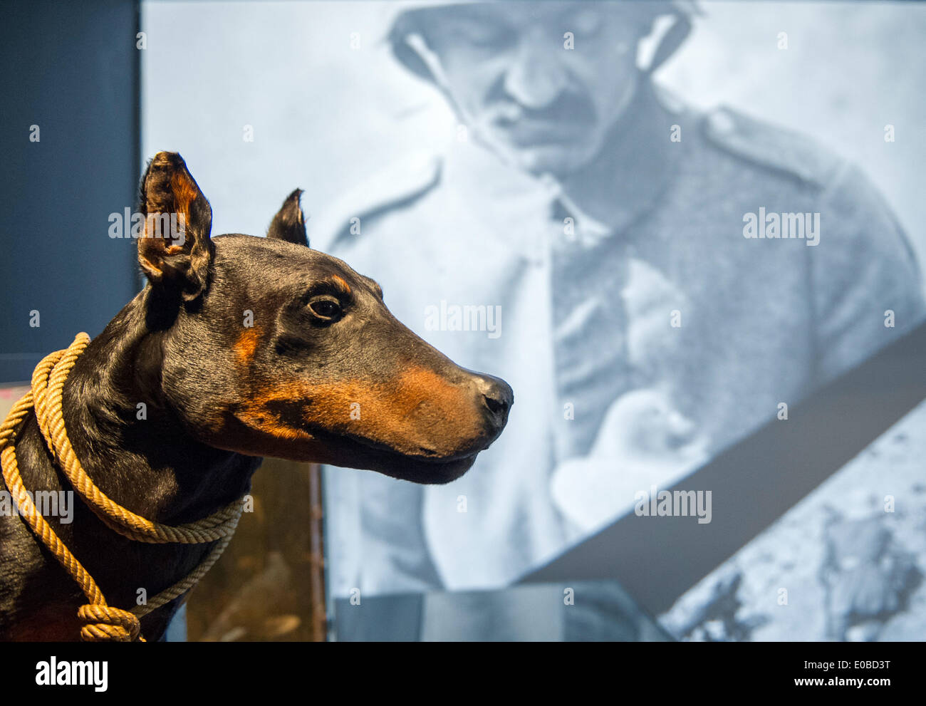 Berlin, Germany. 08th May, 2014. A dissected alarm dog is on display at ...