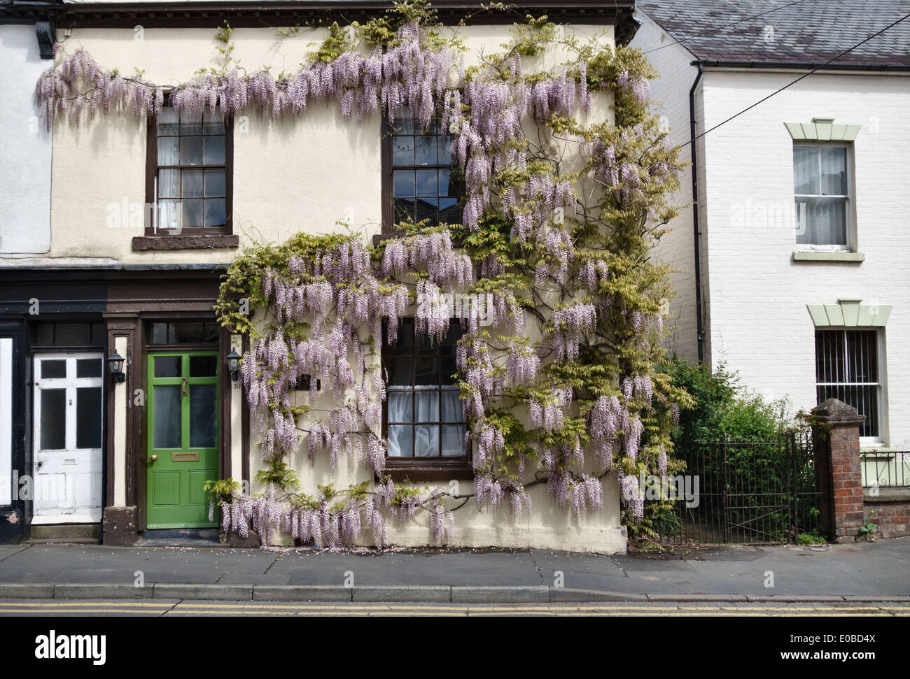 Wisteria flower house hi-res stock photography and images - Alamy