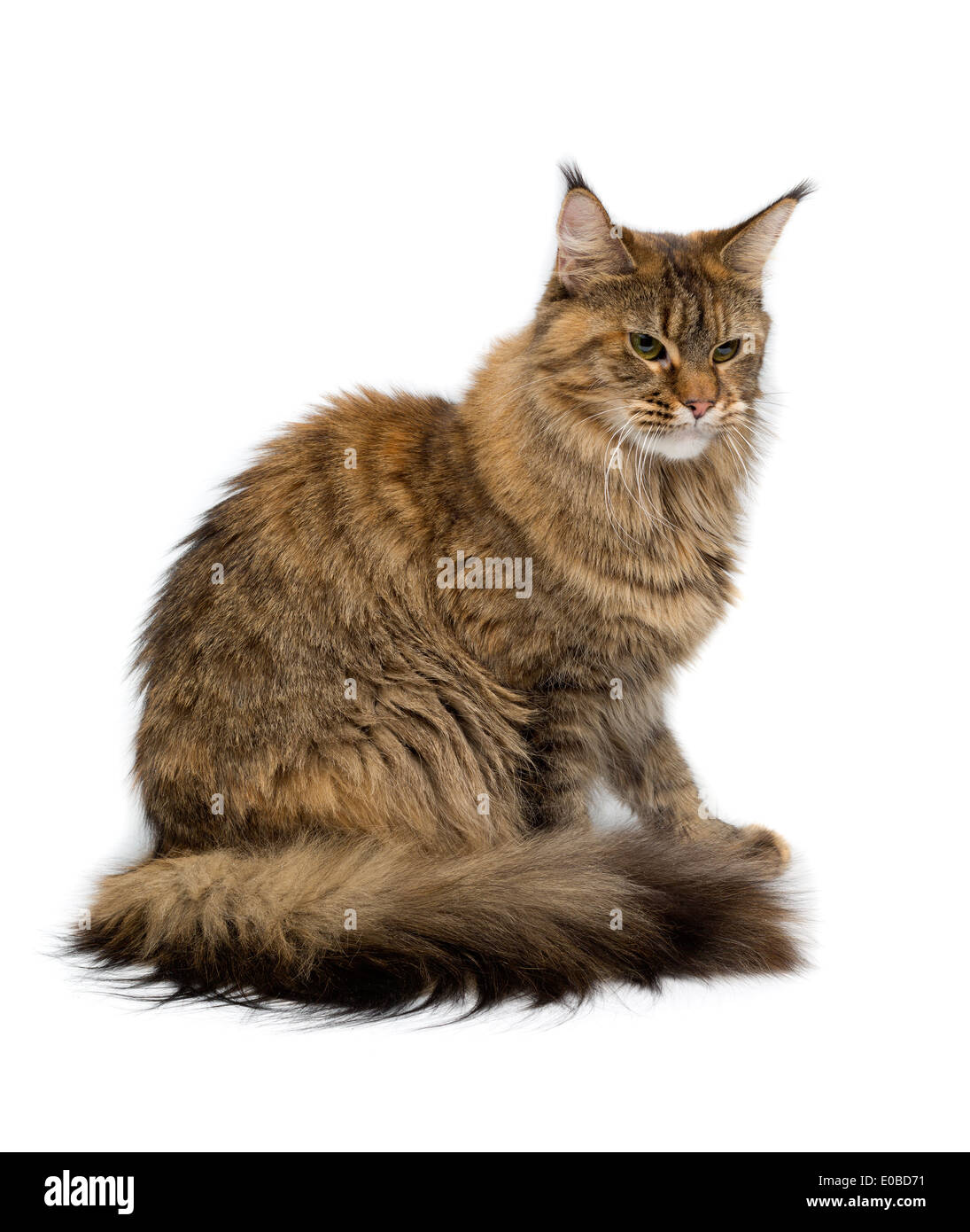 Cat breed Maine Coon sitting imperiously. Isolate on white Stock Photo ...