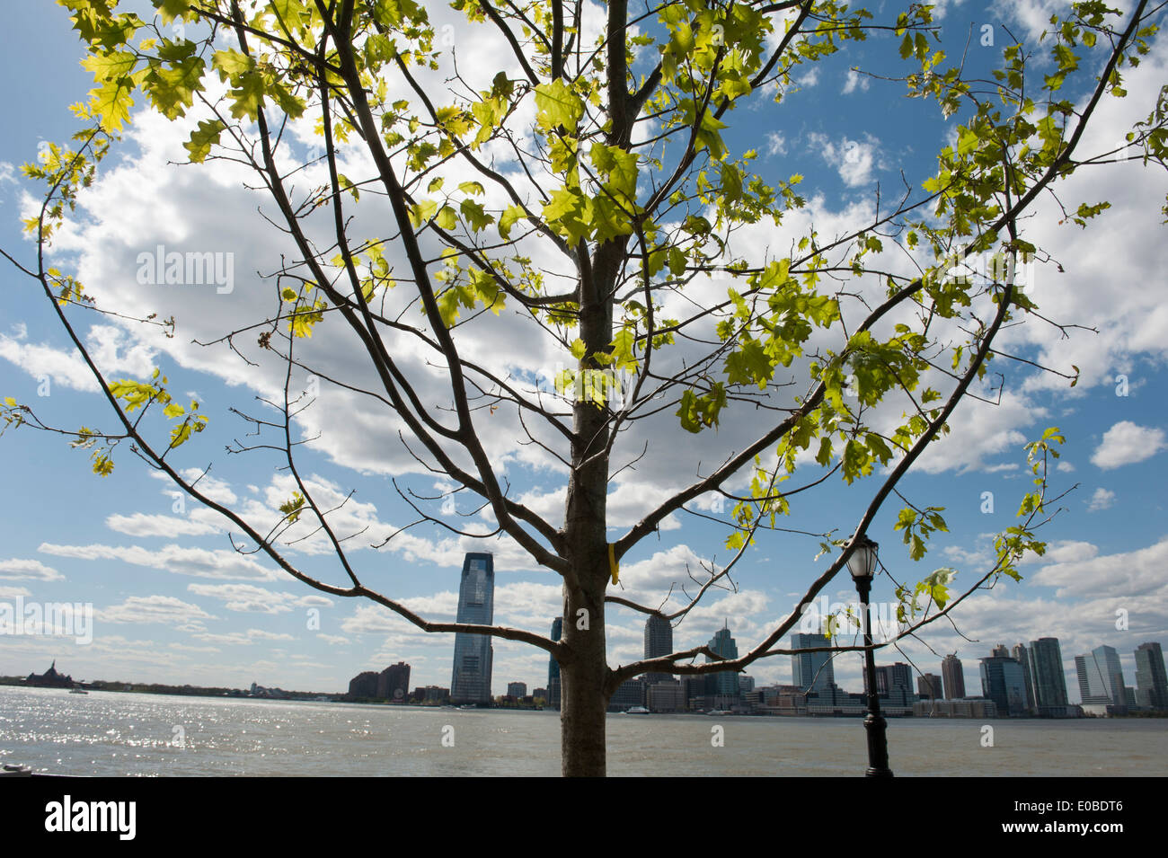 River oak tree hi-res stock photography and images - Alamy