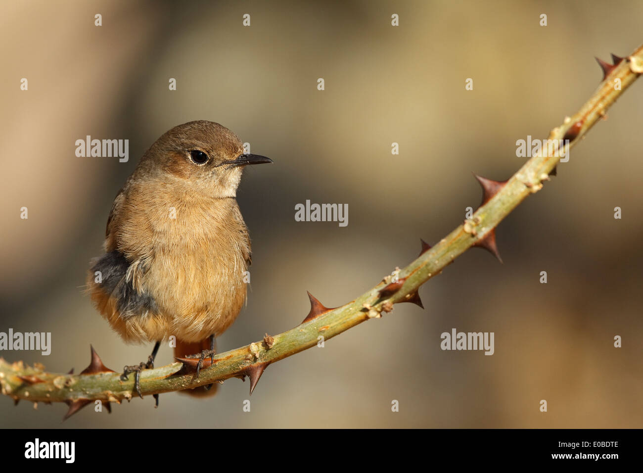 Familiar chat hi-res stock photography and images - Alamy