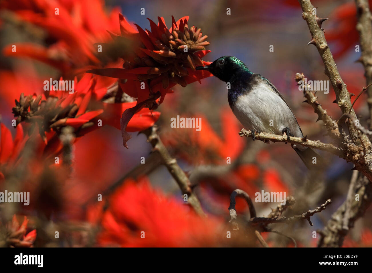White-breasted Sunbird (Cinnyris talatala) male, Southern White-bellied ...