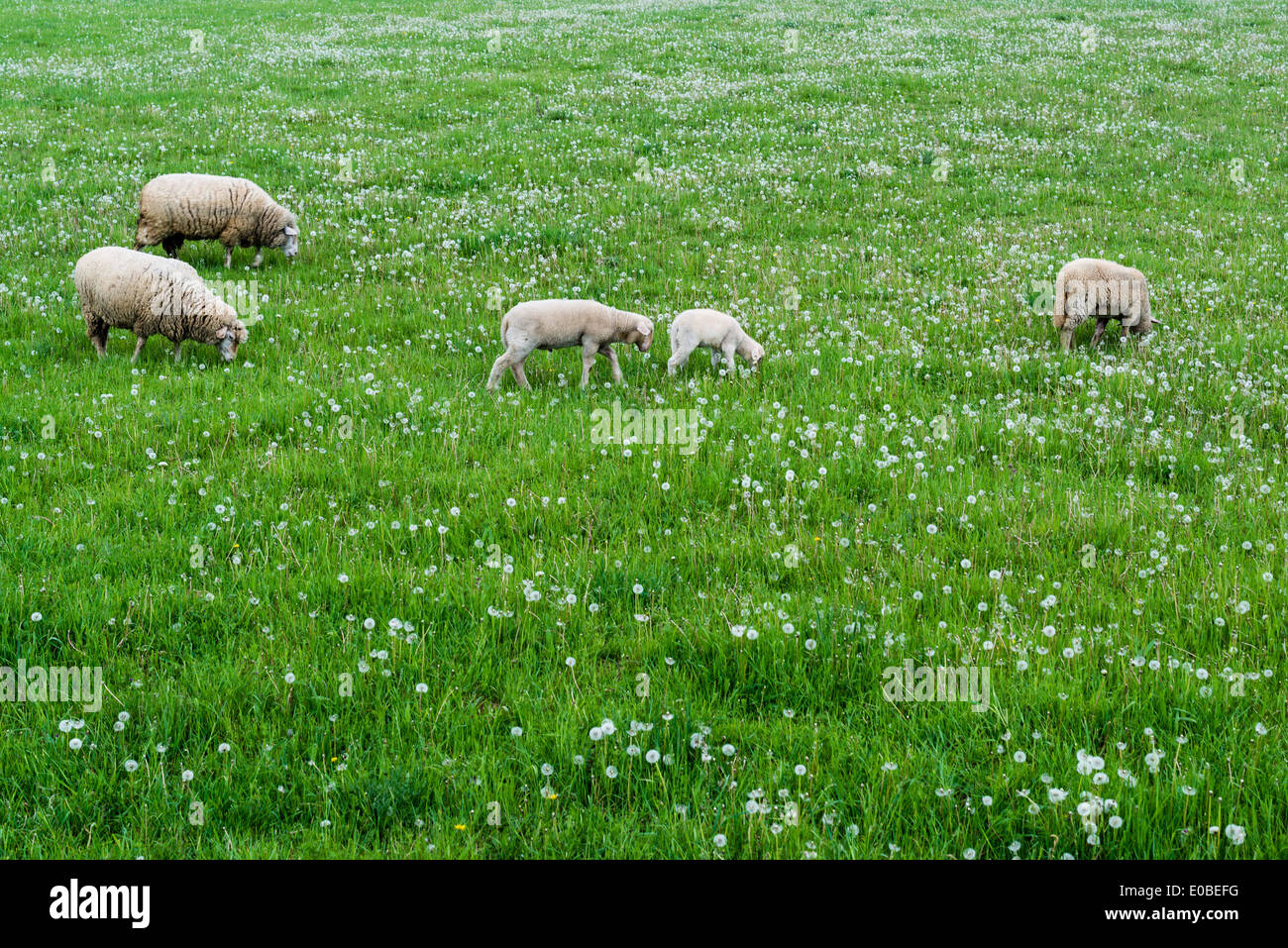 cute sheep family Stock Photo - Alamy
