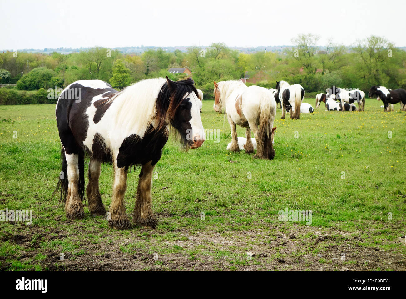 Lydiard High Resolution Stock Photography and Images - Alamy