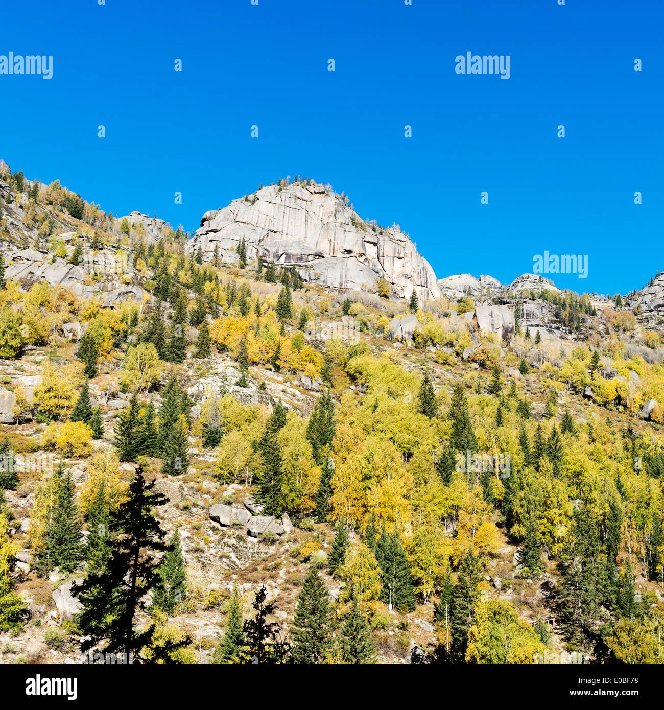 Birch trees in xinjiang,china Stock Photo - Alamy