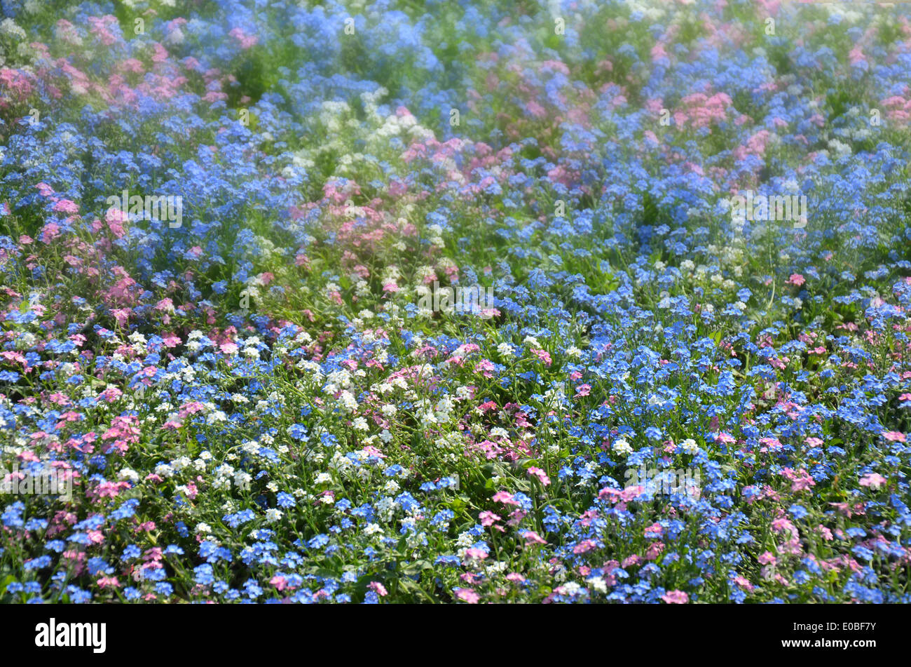 carpet with small flowers of different colors Stock Photo - Alamy