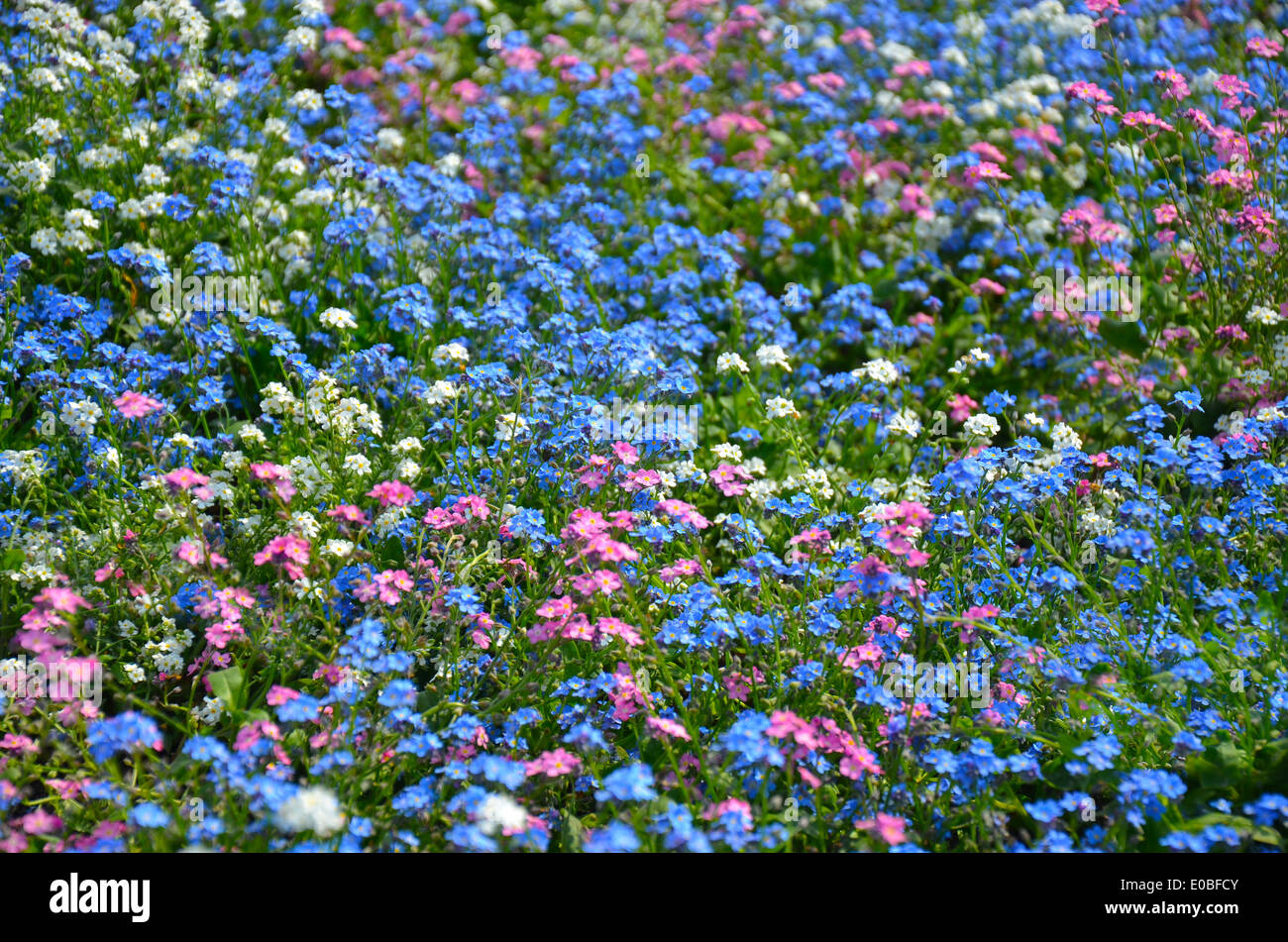 Beauty colors hi-res stock photography and images - Alamy