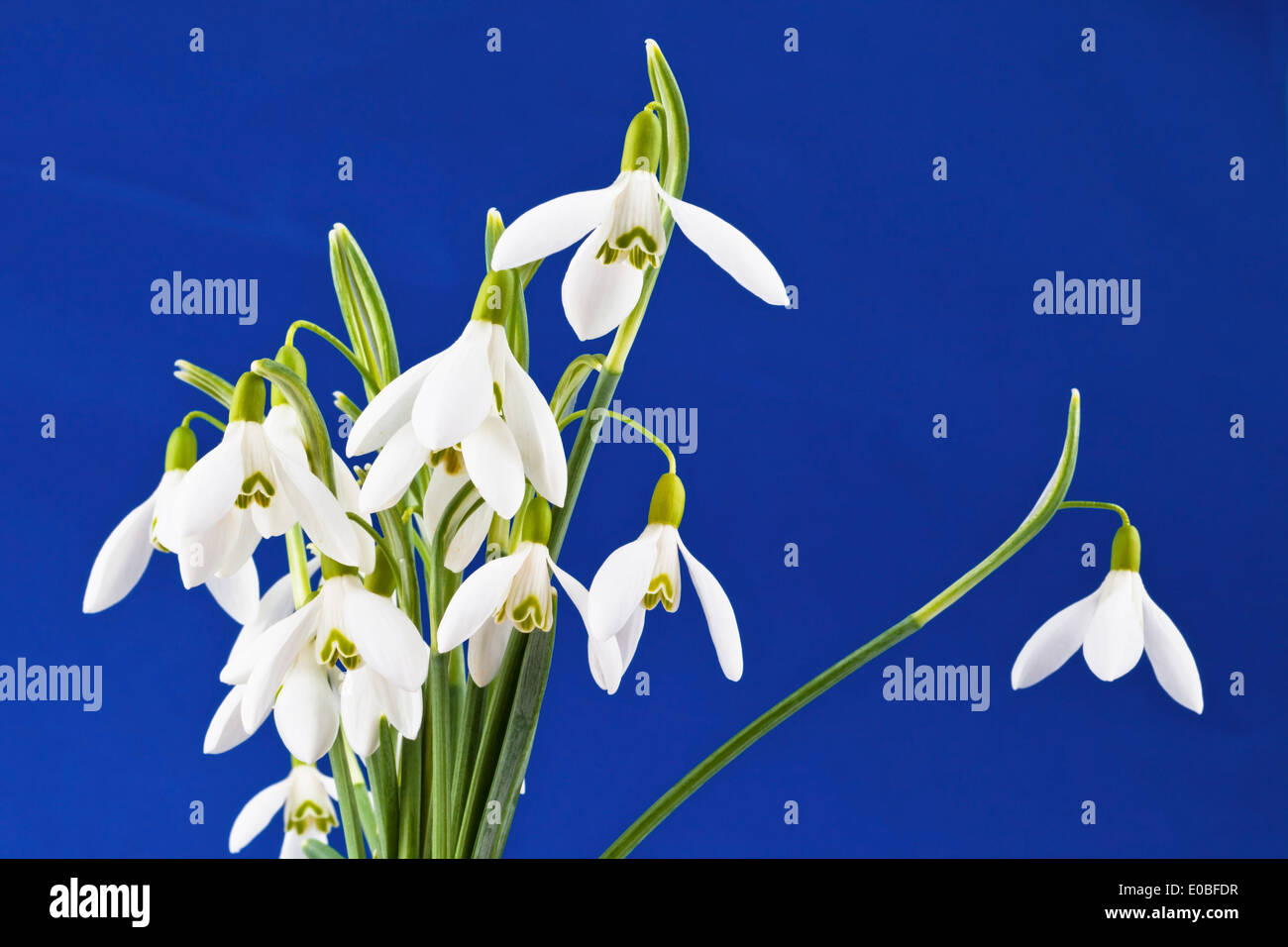 Snowdrop bells hi-res stock photography and images - Alamy