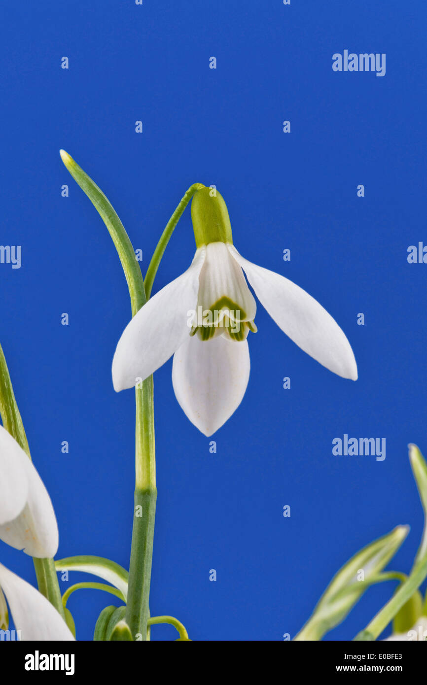 Little snowdrop hi-res stock photography and images - Alamy