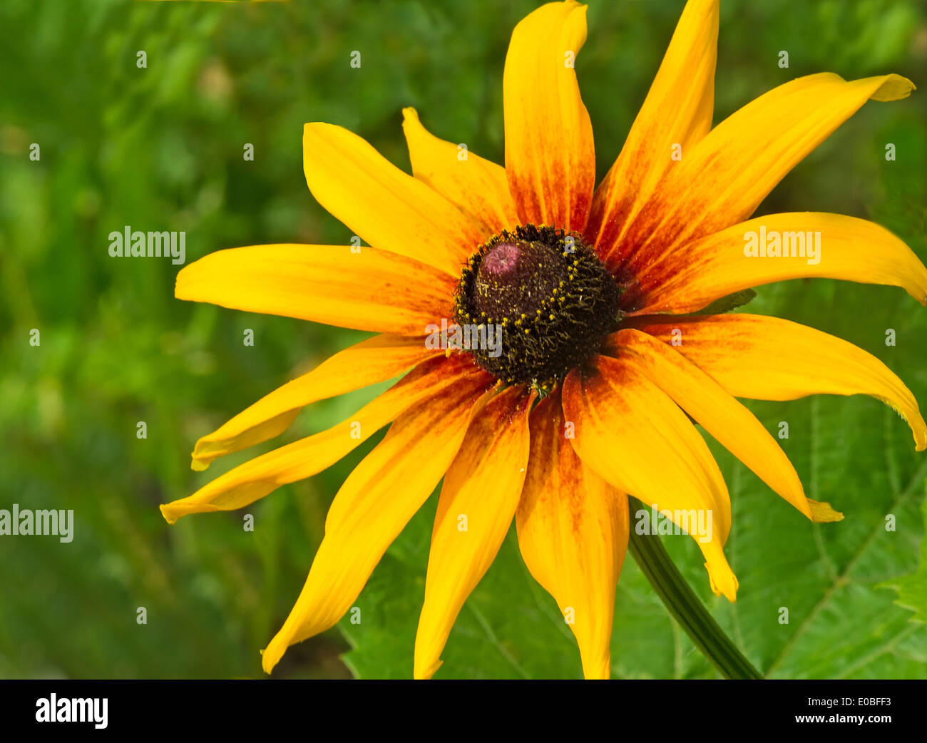 Big beautiful flower of yellow color blossoming in a garden against ...