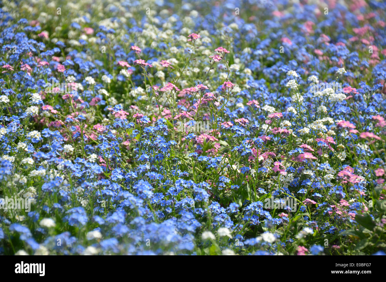 carpet with small flowers of different colors Stock Photo - Alamy