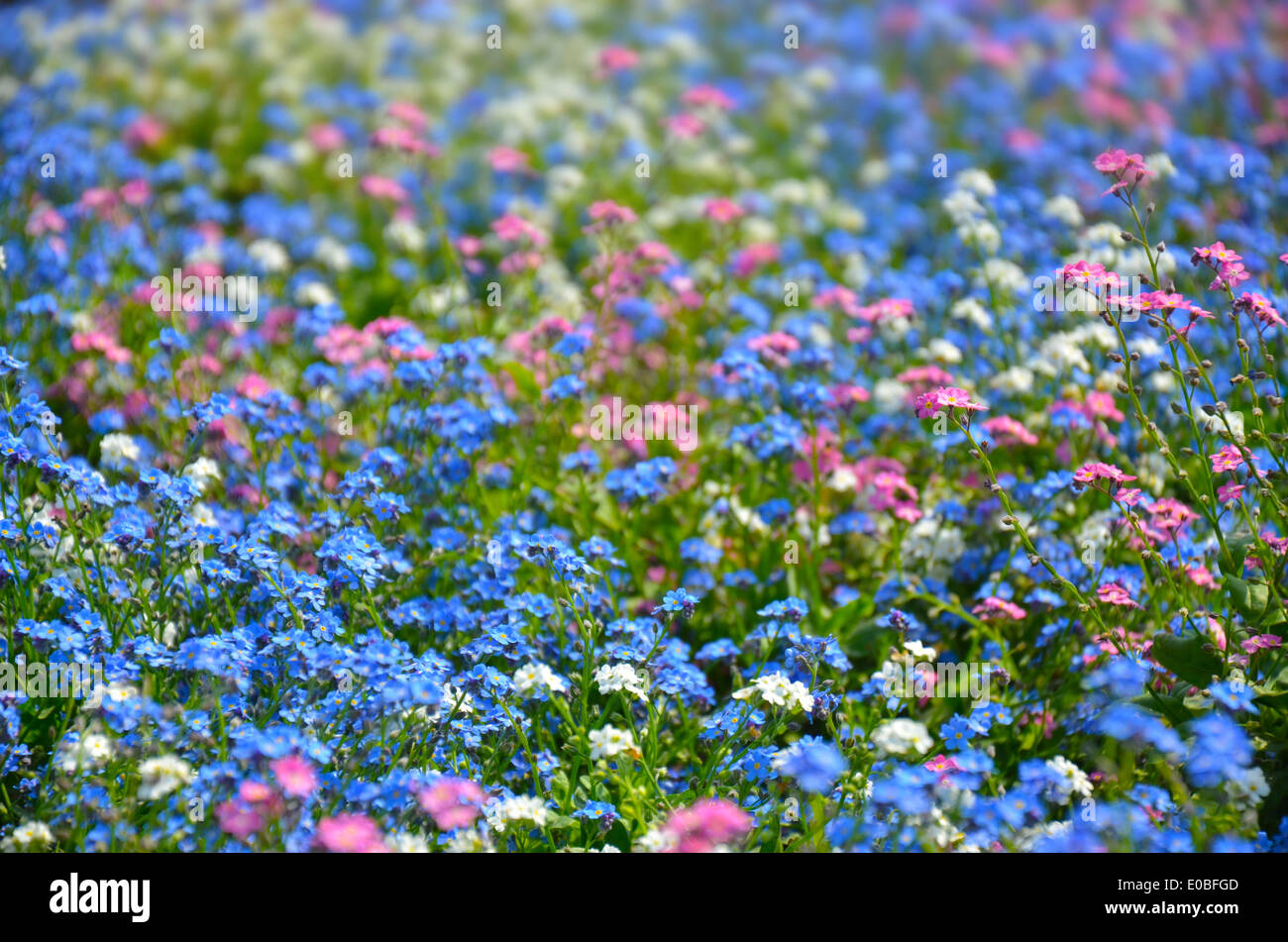 Beauty colors hi-res stock photography and images - Alamy
