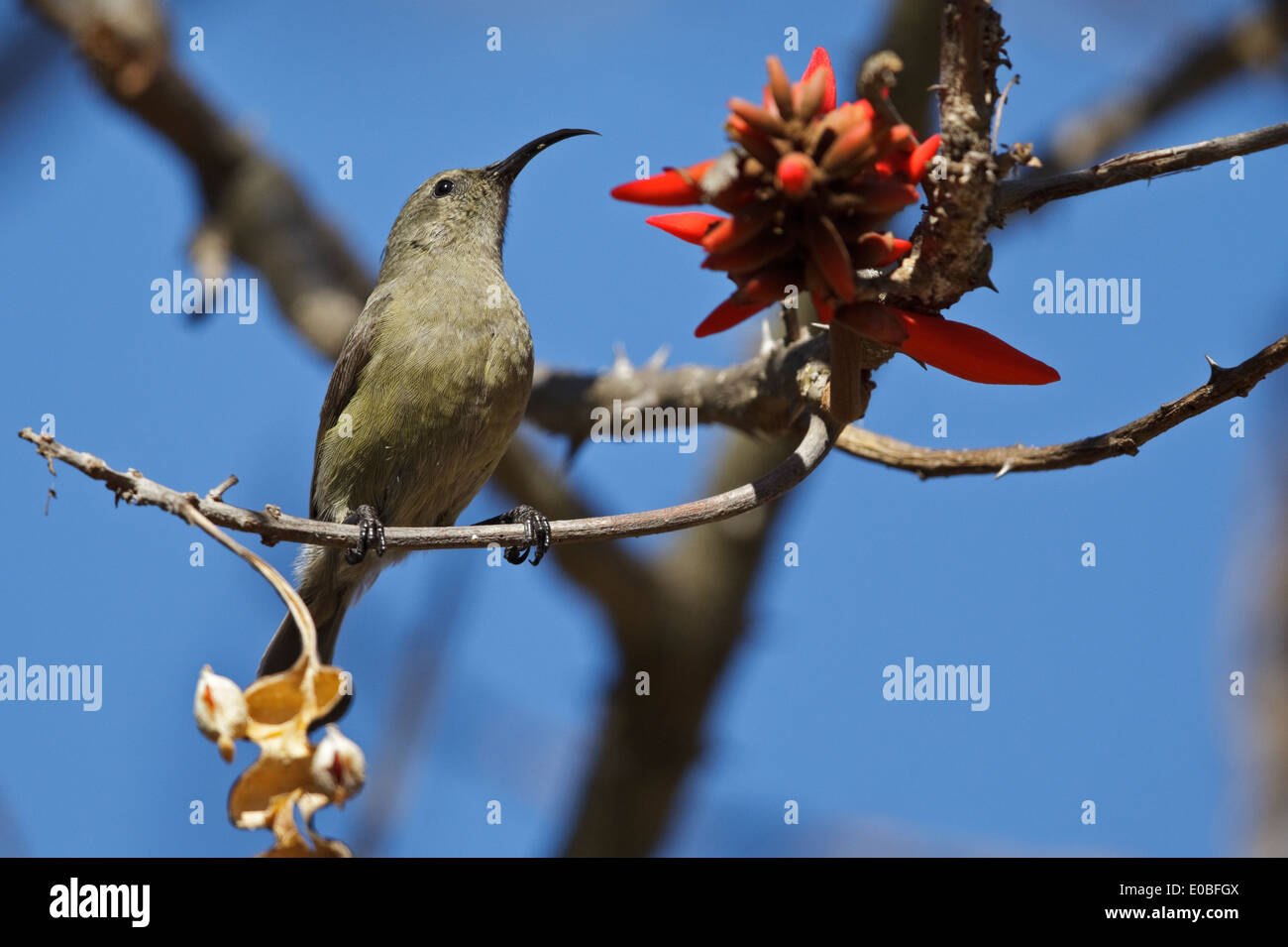 Greater Double-collared Sunbird (Cinnyris afer), female, Mpumalanga, South Africa Stock Photo ...