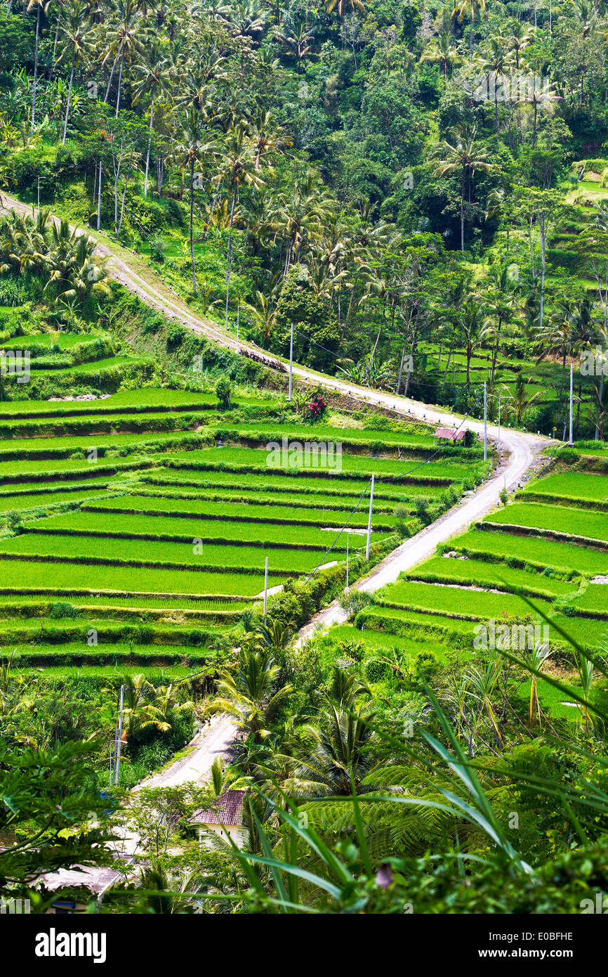 Bali rice fields hi-res stock photography and images - Alamy