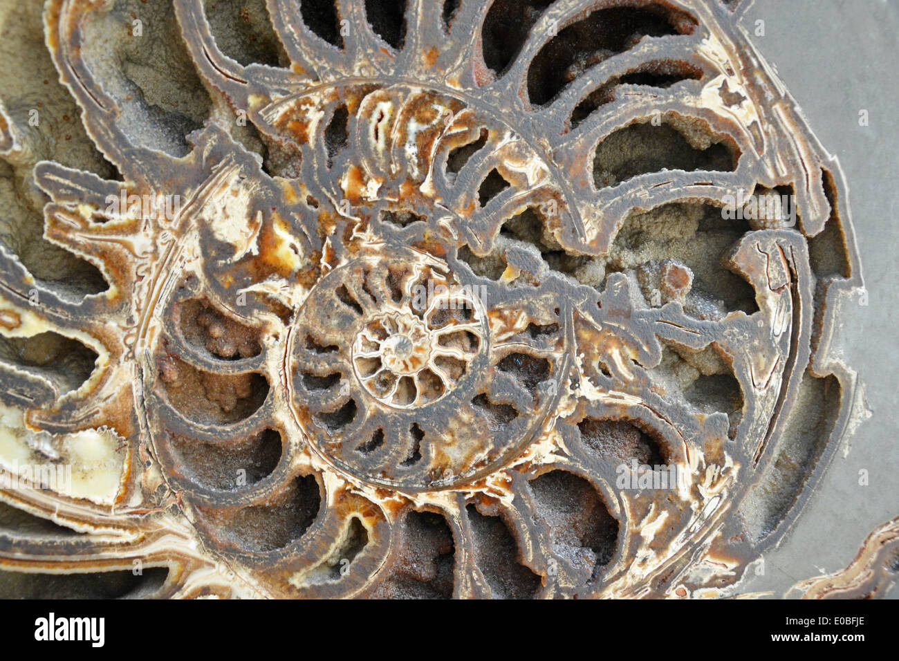 Ammonite shape hi-res stock photography and images - Alamy