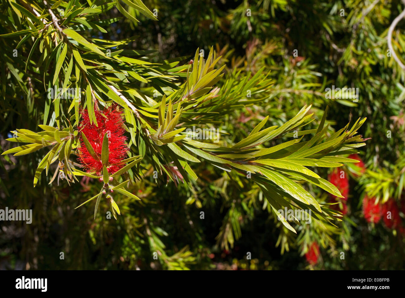 Bottlebrush callistemon sp hi-res stock photography and images - Alamy