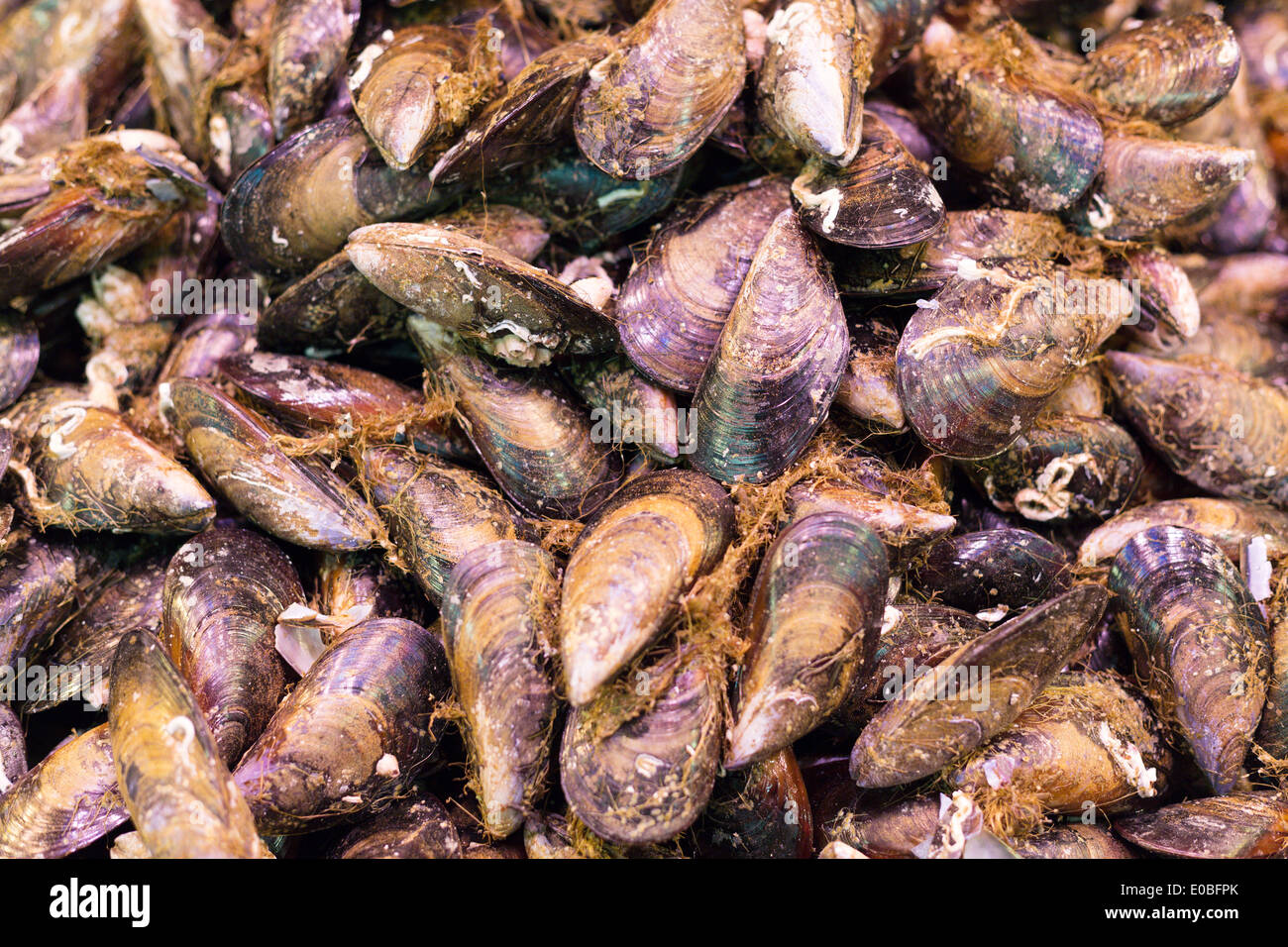 Background of fresh sea shells, Seafood Stock Photo - Alamy
