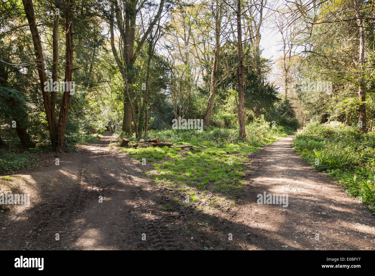 Fork in forest path Stock Photo - Alamy