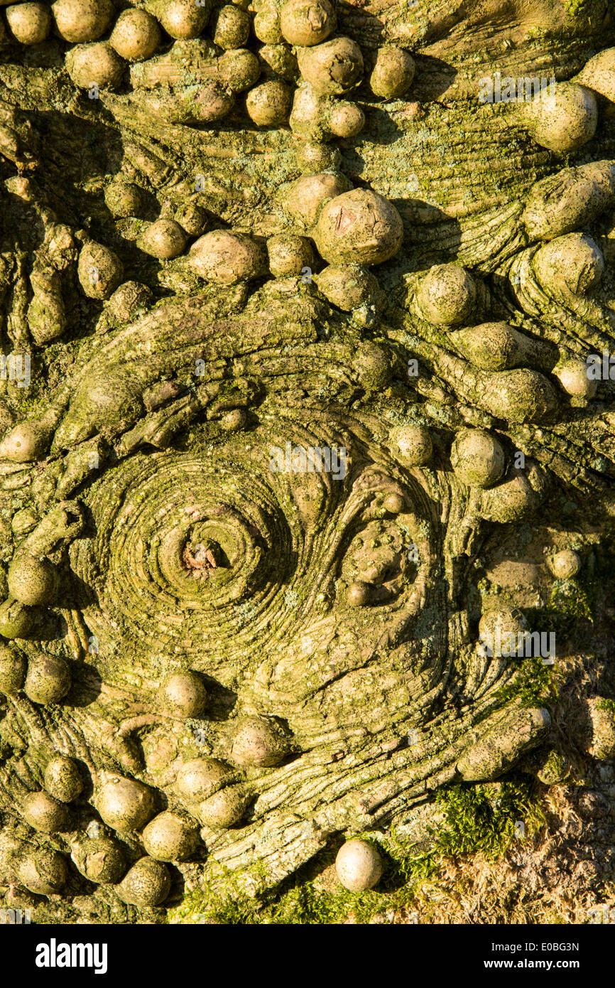 Tree carbuncle hi-res stock photography and images - Alamy