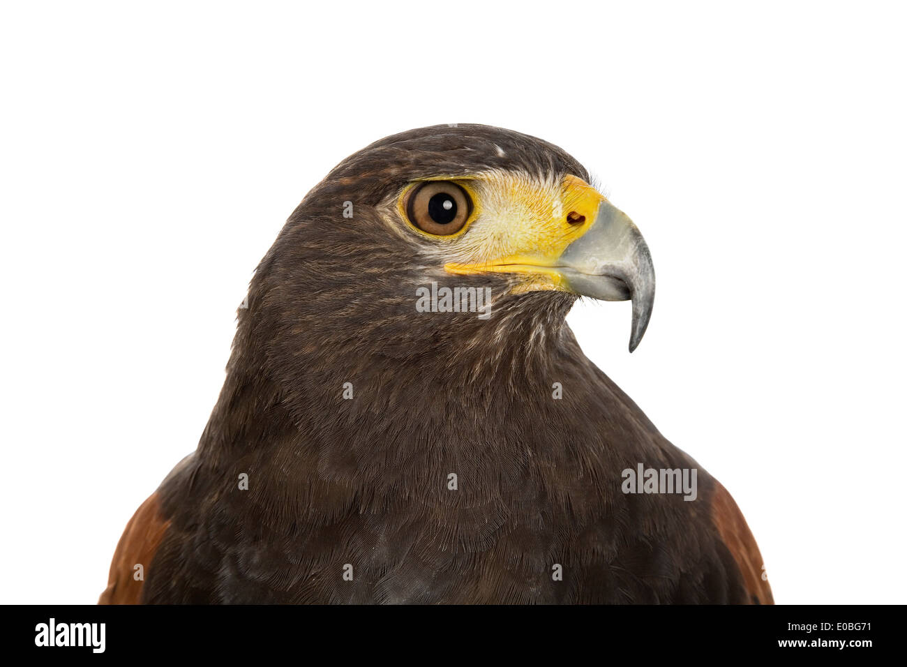 Harris Hawk, Parabuteo unicinctus Stock Photo - Alamy