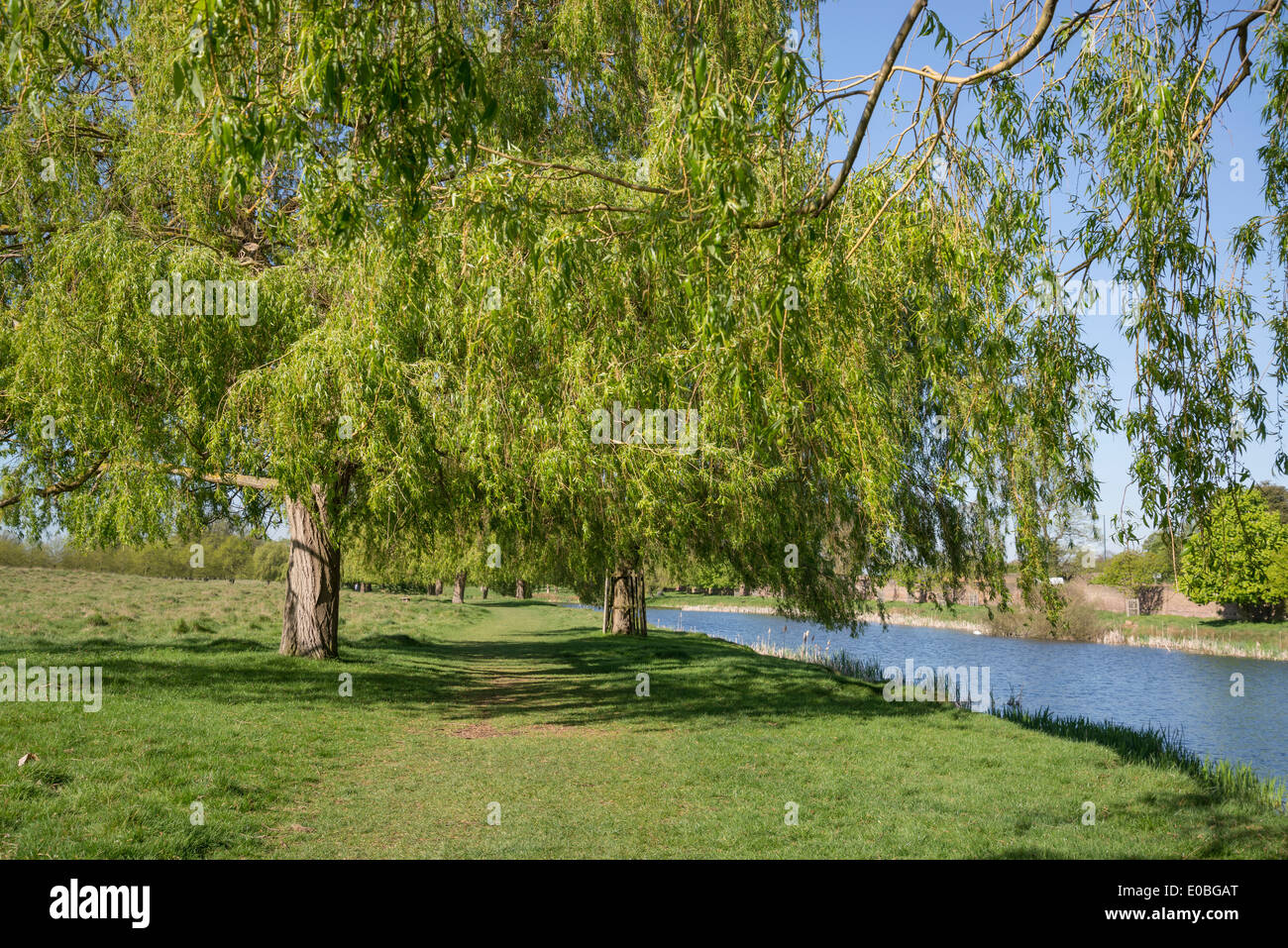Weeping willow trees hi-res stock photography and images - Alamy