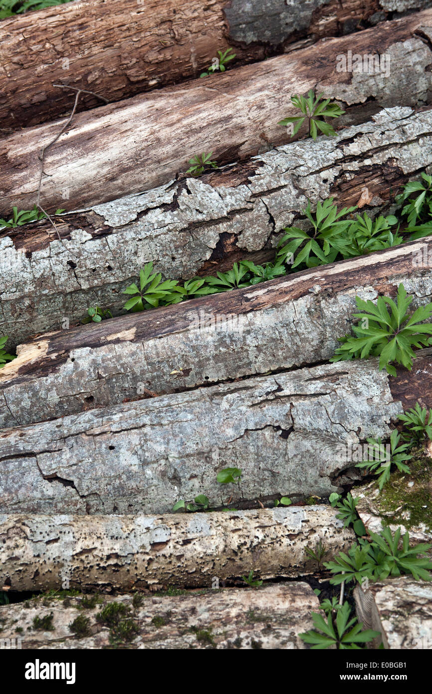 Valley of abava hi-res stock photography and images - Alamy