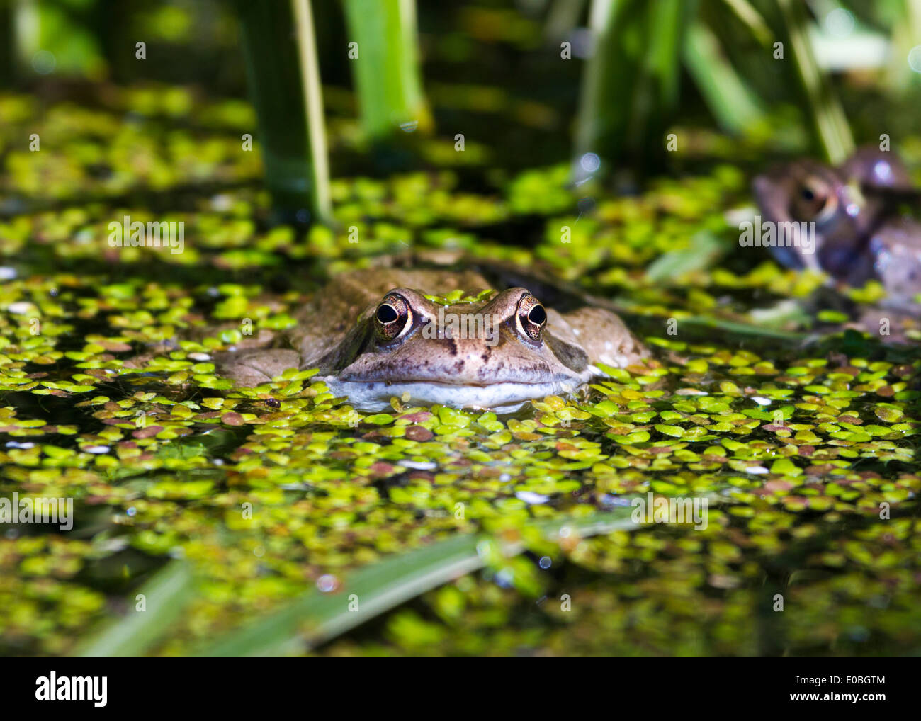 Frog jumping in water hi-res stock photography and images - Alamy