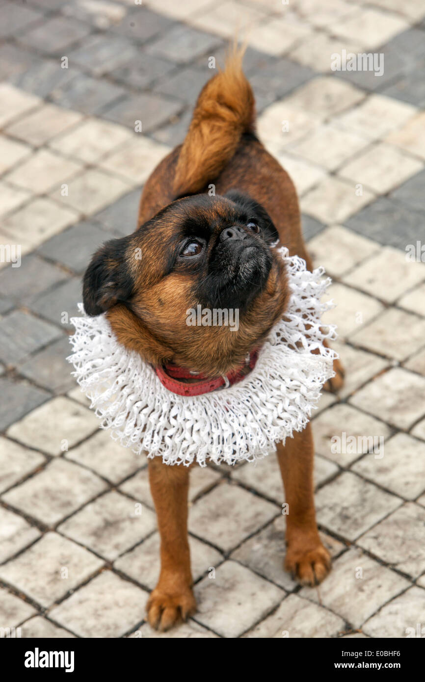 dog petit Brabancon / small Brabant Griffon Stock Photo - Alamy