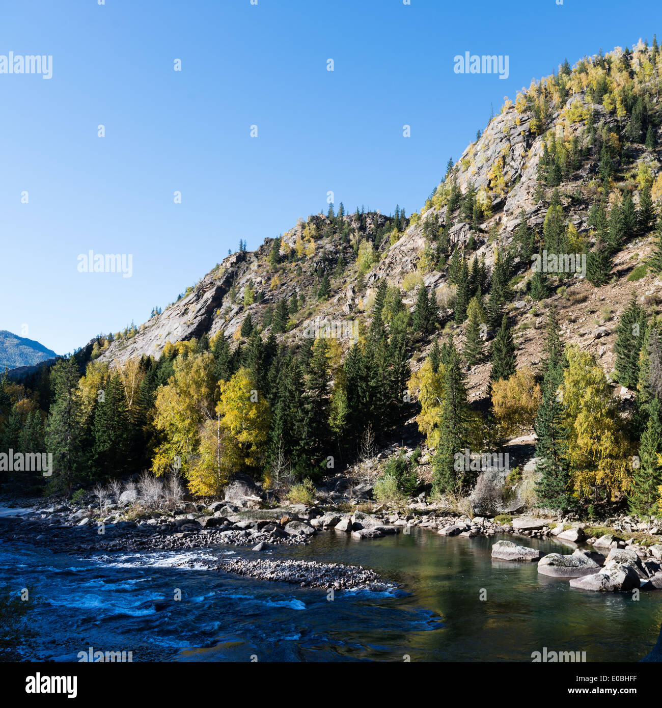 Birch trees in xinjiang,china Stock Photo - Alamy