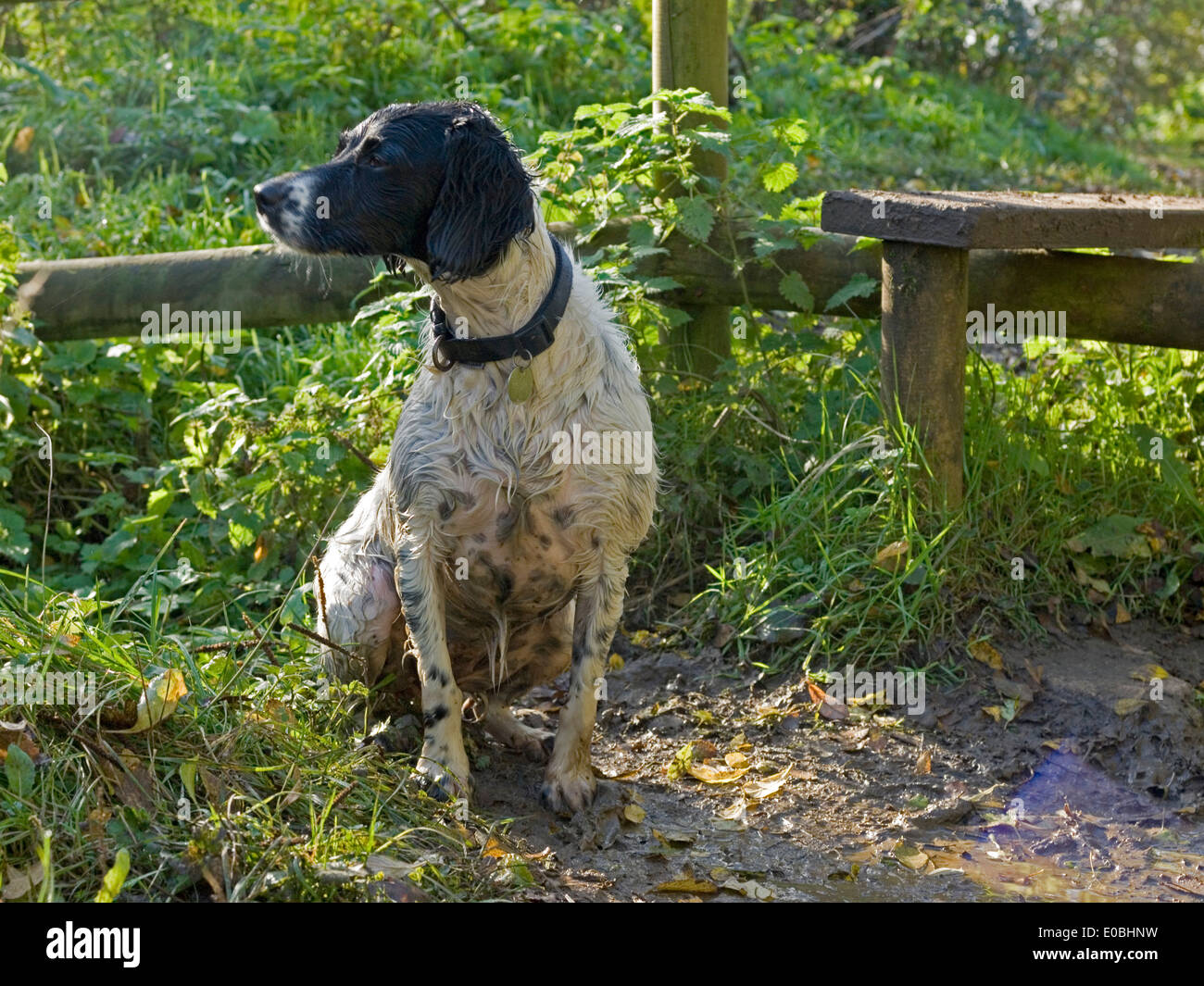English Springer Spaniel sitting Stock Photo - Alamy