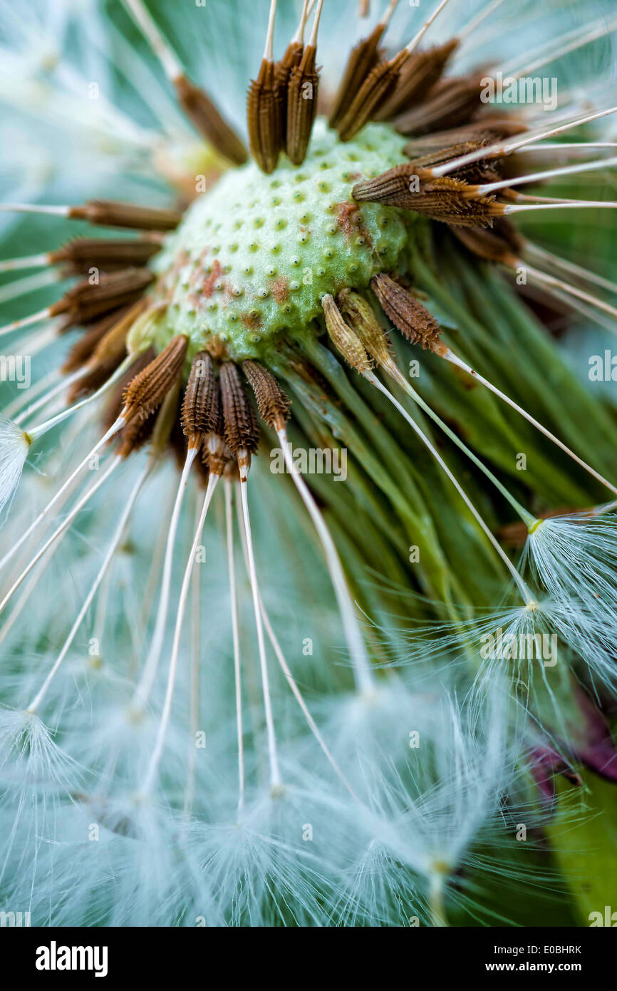 Dandelion inside,macro photography in spring Stock Photo - Alamy
