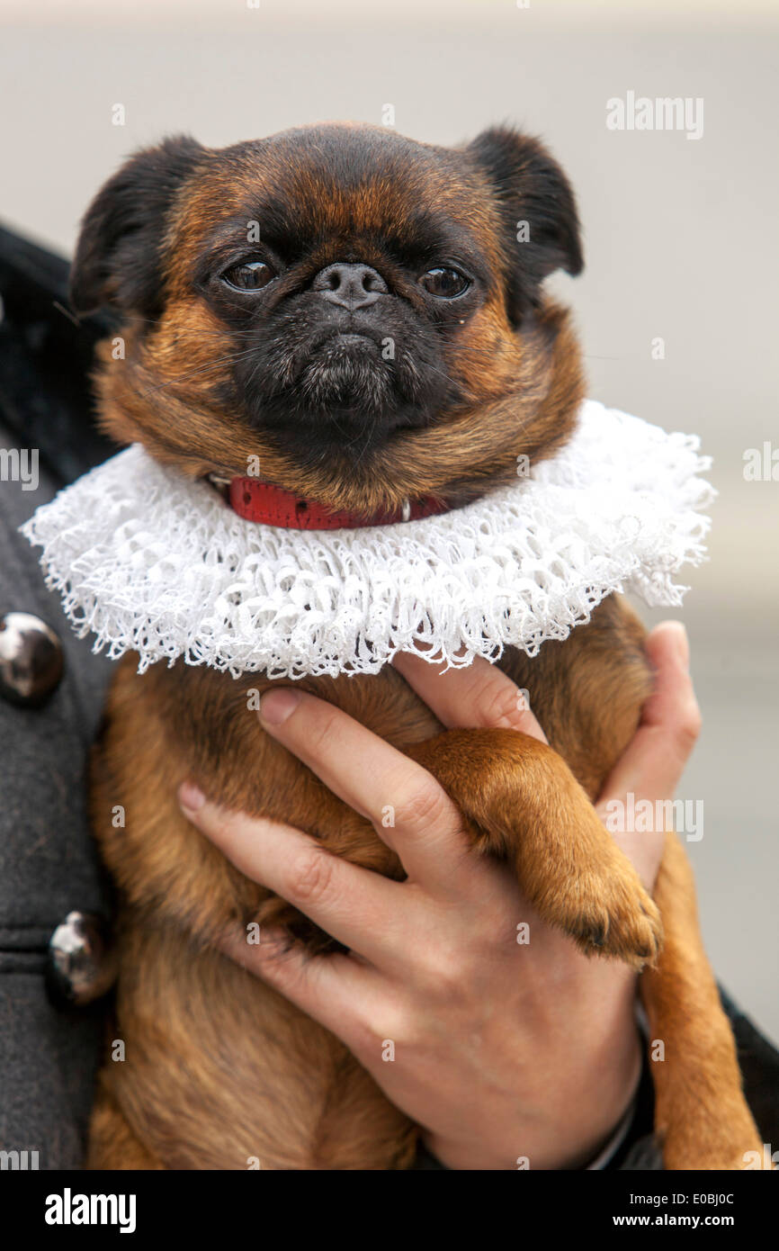Petit Brabancon Stock Photos & Petit Brabancon Stock Images - Alamy