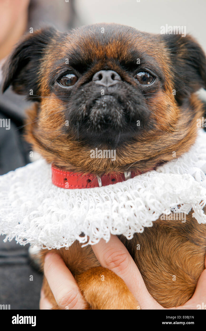 Petit brabancon hi-res stock photography and images - Alamy