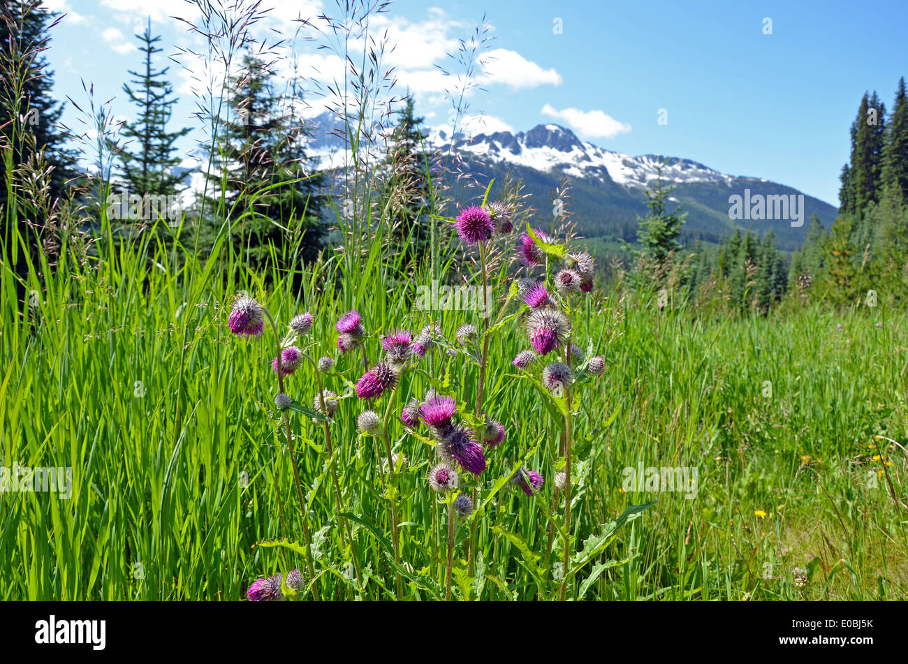Field of purple thistle flowers with snowy mountain range in background ...