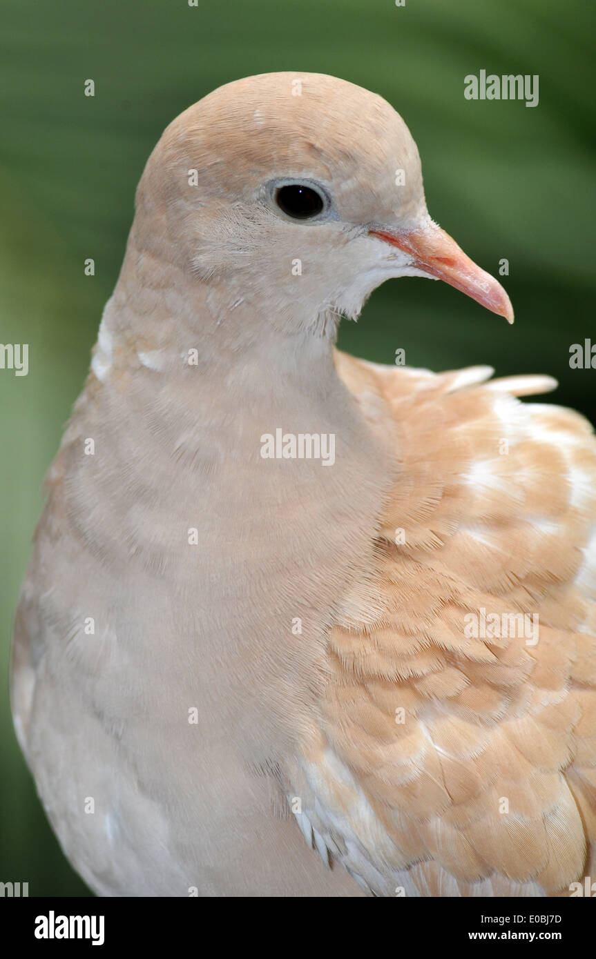 Pretty brown dove against green background Stock Photo - Alamy