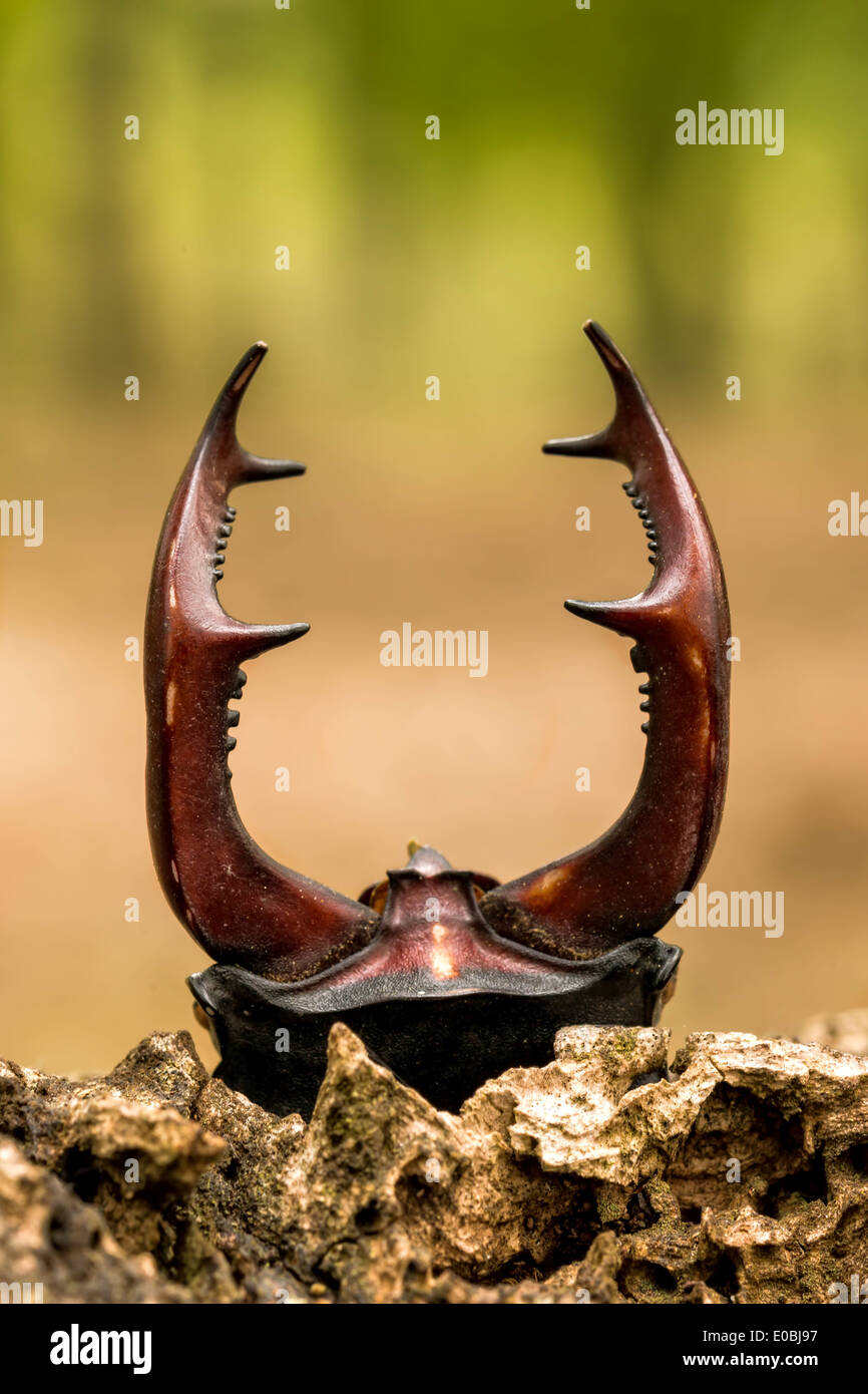 Close up of Stag beetle ( Lucanus cervus) horn Stock Photo - Alamy