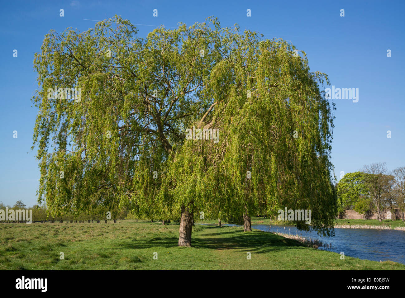 Weeping willow hi-res stock photography and images - Alamy